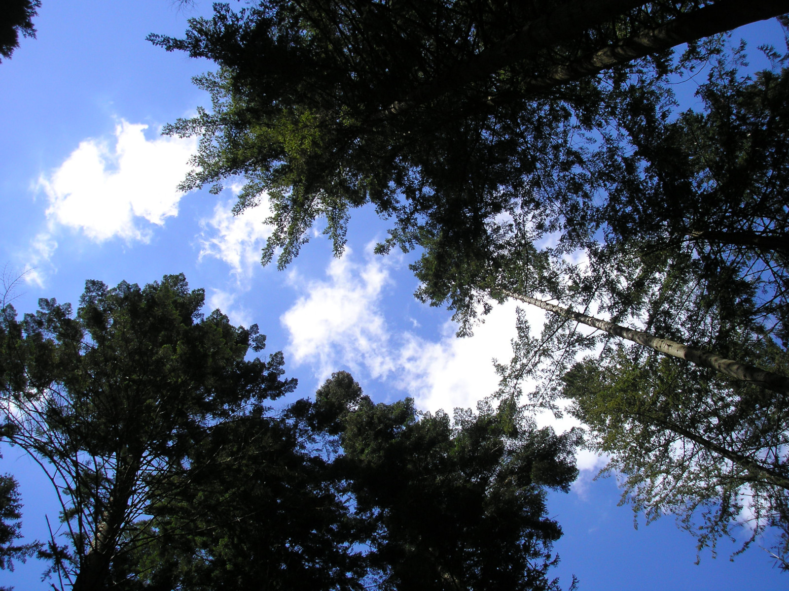 A Forest of Actors
